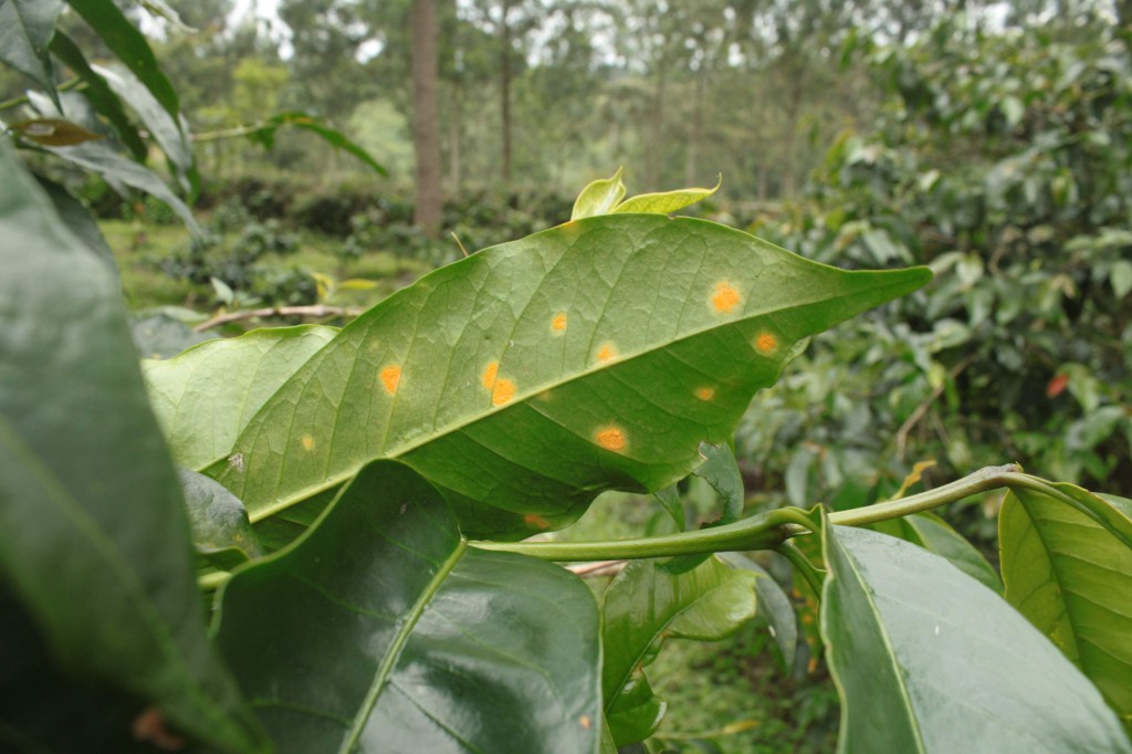 Leaf rust: Coffee calamity - Foodservice Footprint