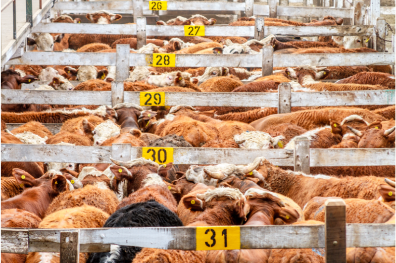 Will buyers race to the bottom on beef? - Foodservice Footprint